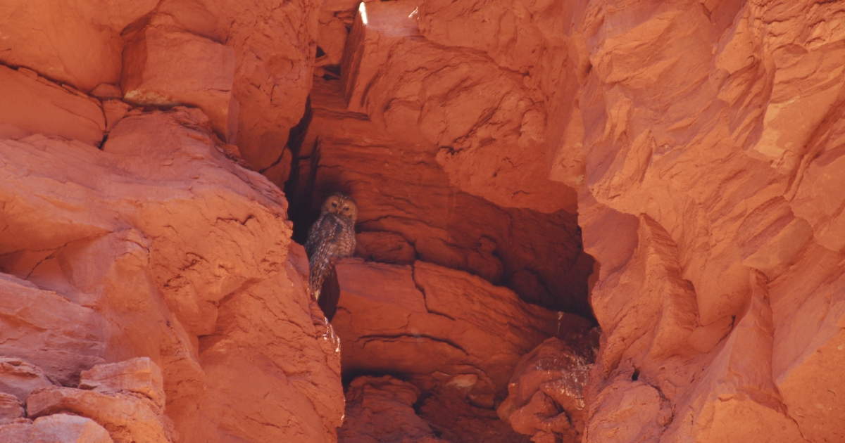 3-200-56: Incidental Take Permits Associated with a Habitat Conservation Plan | U.S. Fish ...